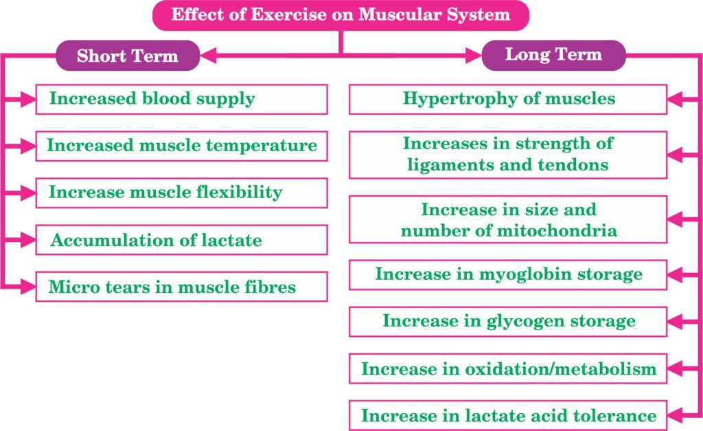 Smart Notes – 7. Physiology & Injuries in Sports – CP Online Books